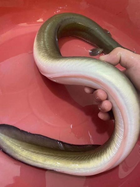 人鳗图片是什么_人鳗图片真实存在吗-第2张图片-山城妙识