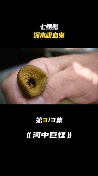 人鳗图片是什么_人鳗图片真实存在吗-第1张图片-山城妙识