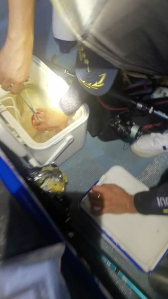 人鳗图片是什么_人鳗图片真实存在吗-第3张图片-山城妙识