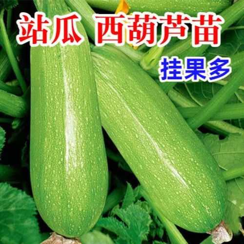 笋瓜怎么挑选_笋瓜和冬瓜的区别-第3张图片-山城妙识 笋瓜怎么挑选_笋瓜和冬瓜的区别-第3张图片-山城妙识