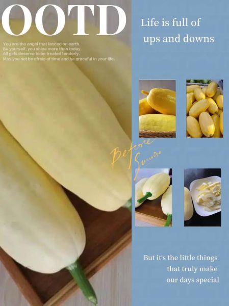 笋瓜怎么挑选_笋瓜和冬瓜的区别-第2张图片-山城妙识 笋瓜怎么挑选_笋瓜和冬瓜的区别-第2张图片-山城妙识