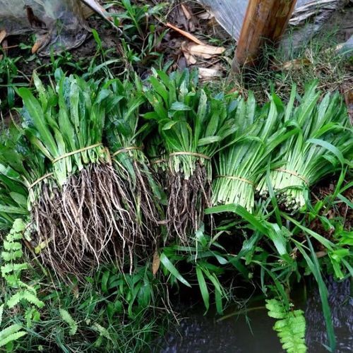 芫怎么读_芫荽的芫读几声-第2张图片-山城妙识 芫怎么读_芫荽的芫读几声-第2张图片-山城妙识