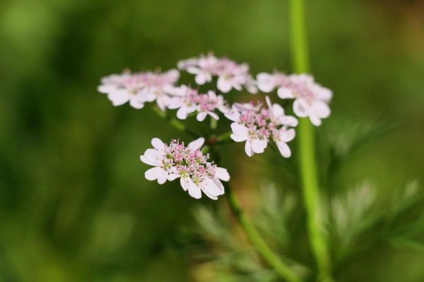 芫怎么读_芫荽的芫读几声-第1张图片-山城妙识 芫怎么读_芫荽的芫读几声-第1张图片-山城妙识