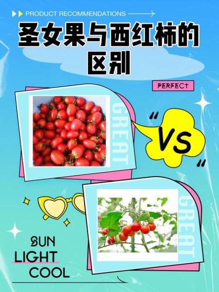 圣女果是转基因食品吗_圣女果和转基因番茄区别-第1张图片-山城妙识 圣女果是转基因食品吗_圣女果和转基因番茄区别-第1张图片-山城妙识