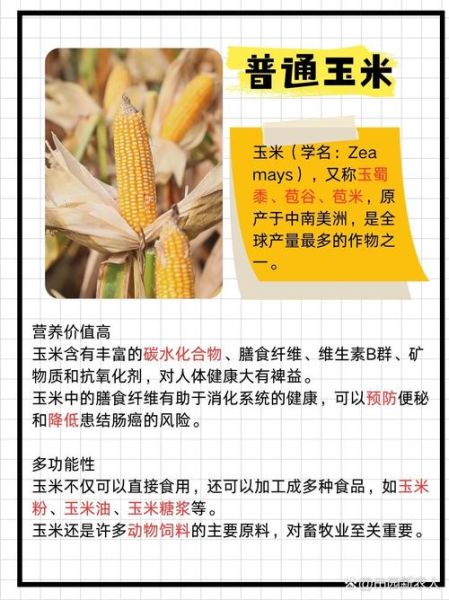 甜玉米是转基因的吗_甜玉米和转基因区别-第1张图片-山城妙识 甜玉米是转基因的吗_甜玉米和转基因区别-第1张图片-山城妙识