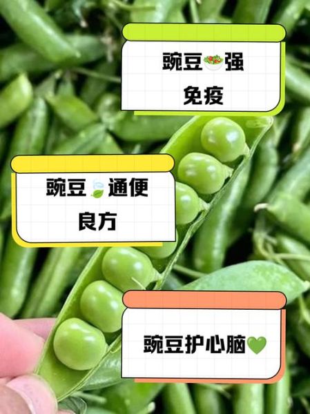 碗豆的功效与作用_碗豆怎么吃最营养-第2张图片-山城妙识 碗豆的功效与作用_碗豆怎么吃最营养-第2张图片-山城妙识