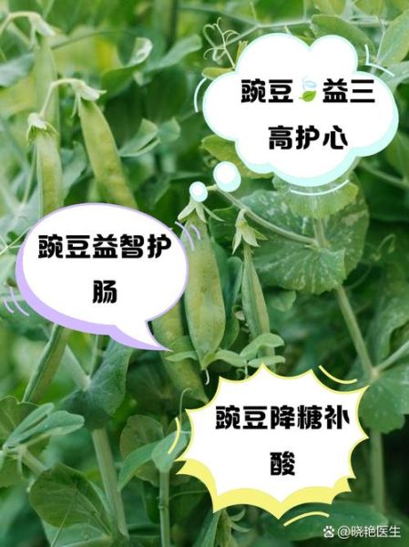 碗豆的功效与作用_碗豆怎么吃最营养-第1张图片-山城妙识 碗豆的功效与作用_碗豆怎么吃最营养-第1张图片-山城妙识