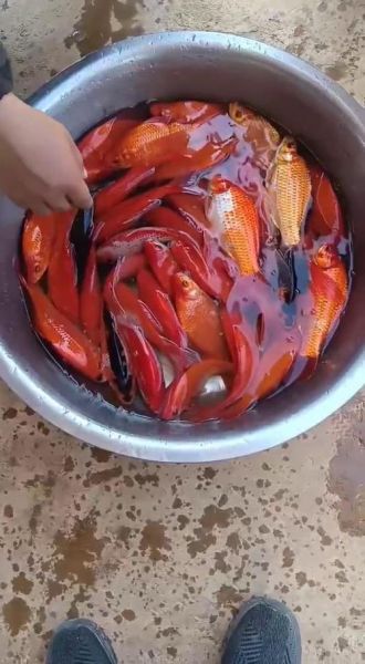 红鲫鱼怎么养_红鲫鱼能长多大-第3张图片-山城妙识 红鲫鱼怎么养_红鲫鱼能长多大-第3张图片-山城妙识