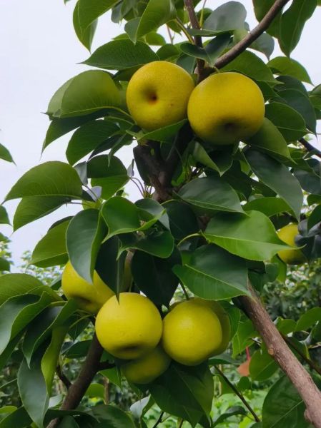 冰糖雪梨用贡梨还是皇冠梨_哪个更润肺止咳-第3张图片-山城妙识 冰糖雪梨用贡梨还是皇冠梨_哪个更润肺止咳-第3张图片-山城妙识