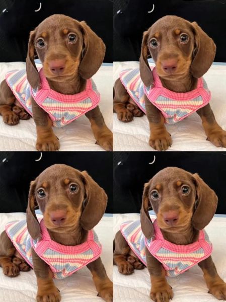 腊肠犬最大能长多大_成年腊肠犬标准体重是多少-第3张图片-山城妙识 腊肠犬最大能长多大_成年腊肠犬标准体重是多少-第3张图片-山城妙识