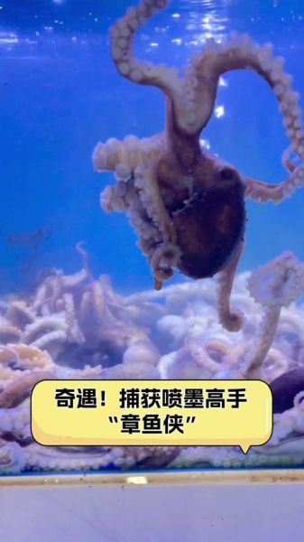 章鱼侠是什么_章鱼侠写作技巧-第1张图片-山城妙识 章鱼侠是什么_章鱼侠写作技巧-第1张图片-山城妙识