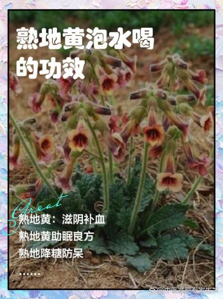 熟地的功效与作用及食用方法_熟地怎么吃效果最好-第1张图片-山城妙识 熟地的功效与作用及食用方法_熟地怎么吃效果最好-第1张图片-山城妙识