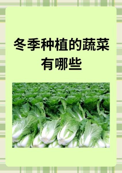 11月12月适合种什么菜_冬季蔬菜种植指南-第3张图片-山城妙识 11月12月适合种什么菜_冬季蔬菜种植指南-第3张图片-山城妙识