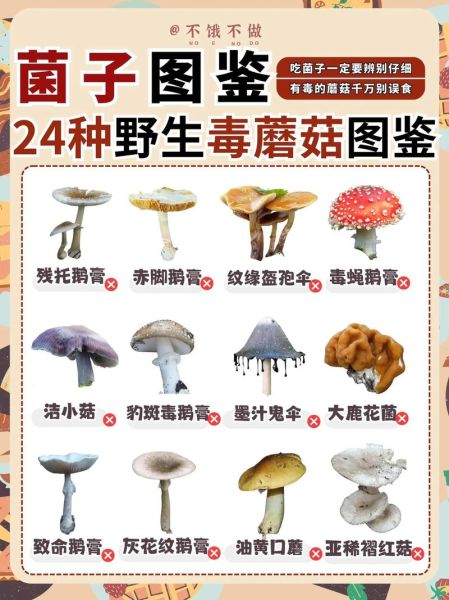 常见食用菌图片及名称_如何区分有毒与无毒-第2张图片-山城妙识 常见食用菌图片及名称_如何区分有毒与无毒-第2张图片-山城妙识