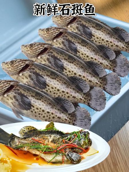 清蒸石斑鱼是哪个地方的菜_石斑鱼清蒸做法起源地-第1张图片-山城妙识 清蒸石斑鱼是哪个地方的菜_石斑鱼清蒸做法起源地-第1张图片-山城妙识