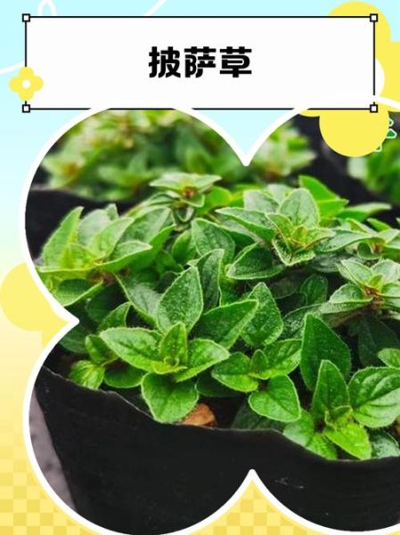 披萨草和罗勒叶的区别_披萨草可以代替罗勒叶吗-第1张图片-山城妙识