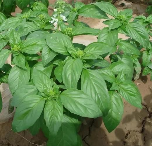 披萨草和罗勒叶的区别_披萨草可以代替罗勒叶吗-第3张图片-山城妙识