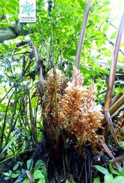 草果图片功效与作用_草果怎么吃效果最好-第1张图片-山城妙识 草果图片功效与作用_草果怎么吃效果最好-第1张图片-山城妙识