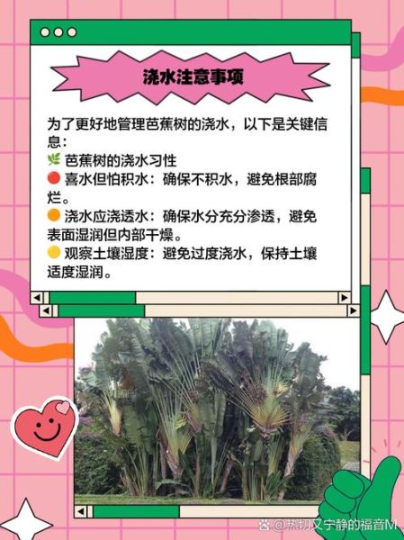 芭蕉怎么养_芭蕉多久浇一次水-第1张图片-山城妙识