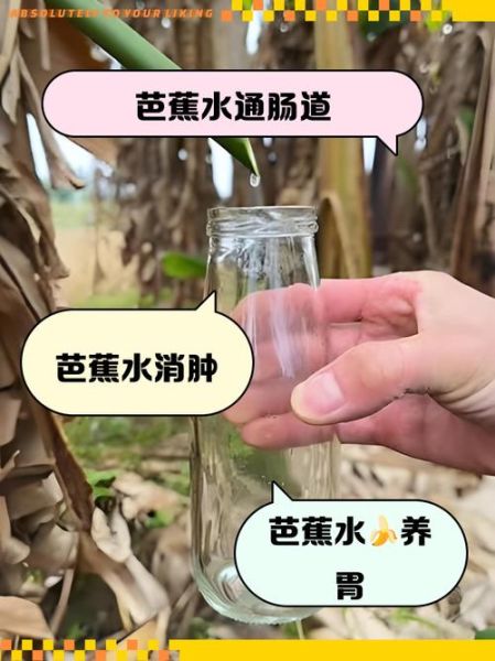 芭蕉怎么养_芭蕉多久浇一次水-第2张图片-山城妙识