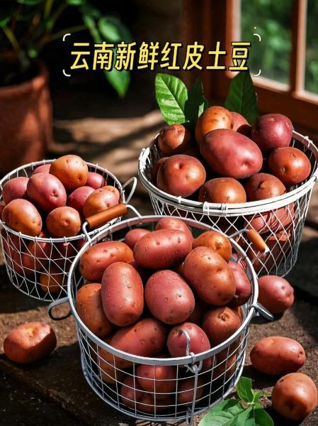 红皮土豆的营养价值_红皮土豆和普通土豆的区别-第2张图片-山城妙识