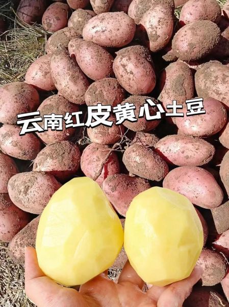 红皮土豆的营养价值_红皮土豆和普通土豆的区别-第1张图片-山城妙识