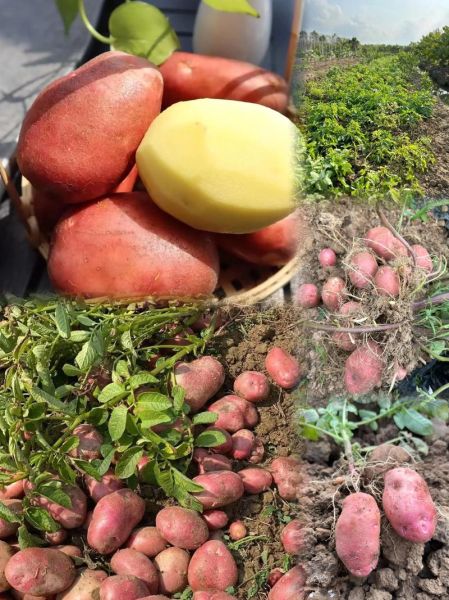 红皮土豆的营养价值_红皮土豆和普通土豆的区别-第3张图片-山城妙识