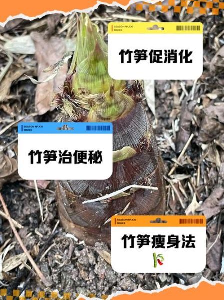 竹笋的功效和作用_痛风能吃吗-第1张图片-山城妙识