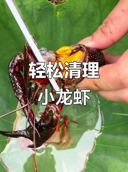 小龙虾怎么杀才干净_小龙虾清洗去虾线技巧-第3张图片-山城妙识