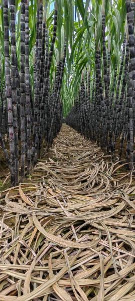 甘蔗图片高清图片_如何挑选优质甘蔗-第3张图片-山城妙识