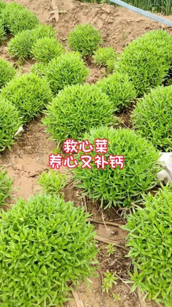 救心菜种植骗局是真的吗_救心菜种植赚钱吗-第1张图片-山城妙识