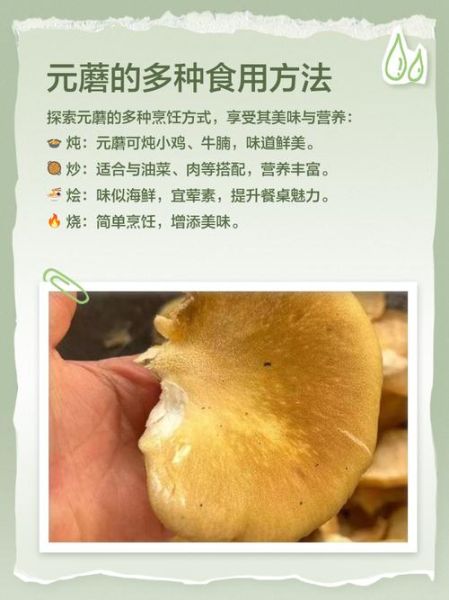 元蘑菇怎么种_元蘑菇营养价值高吗-第1张图片-山城妙识