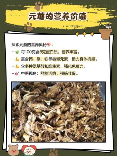 元蘑菇怎么种_元蘑菇营养价值高吗-第2张图片-山城妙识