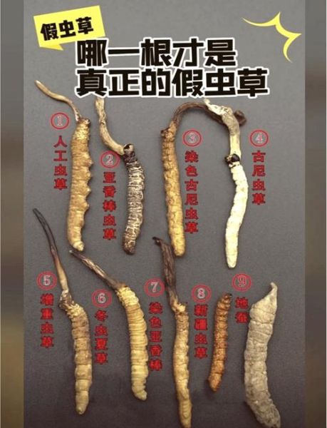 虫草一天吃几根为合适_虫草每日用量是多少-第3张图片-山城妙识