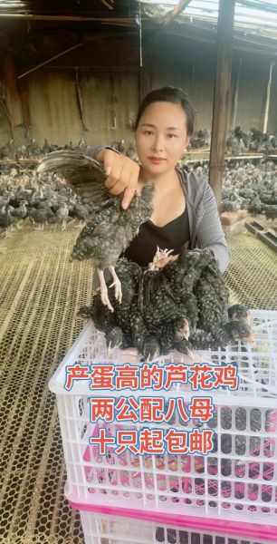 芦花鸡价格多少钱一斤_芦花鸡多少钱一斤2024-第2张图片-山城妙识 芦花鸡价格多少钱一斤_芦花鸡多少钱一斤2024-第2张图片-山城妙识