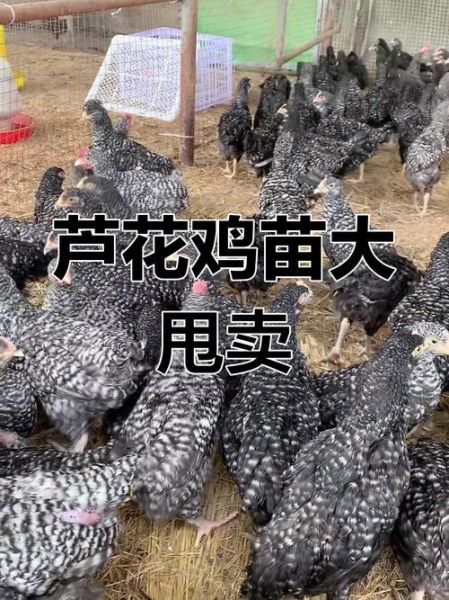 芦花鸡价格多少钱一斤_芦花鸡多少钱一斤2024-第1张图片-山城妙识 芦花鸡价格多少钱一斤_芦花鸡多少钱一斤2024-第1张图片-山城妙识