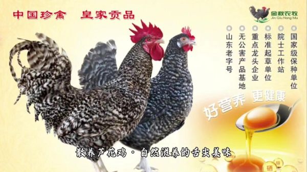 芦花鸡价格多少钱一斤_芦花鸡多少钱一斤2024-第3张图片-山城妙识 芦花鸡价格多少钱一斤_芦花鸡多少钱一斤2024-第3张图片-山城妙识