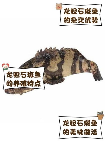 珍珠龙胆石斑鱼多少钱一斤_珍珠龙胆石斑鱼怎么养-第2张图片-山城妙识 珍珠龙胆石斑鱼多少钱一斤_珍珠龙胆石斑鱼怎么养-第2张图片-山城妙识