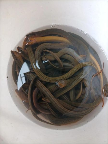 黄鳝价格多少钱一斤_黄鳝价格为什么波动大-第1张图片-山城妙识 黄鳝价格多少钱一斤_黄鳝价格为什么波动大-第1张图片-山城妙识