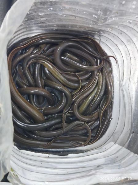 黄鳝价格多少钱一斤_黄鳝价格为什么波动大-第2张图片-山城妙识 黄鳝价格多少钱一斤_黄鳝价格为什么波动大-第2张图片-山城妙识