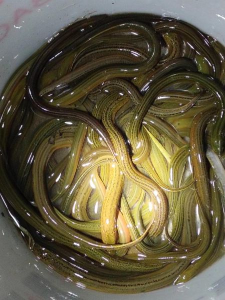 黄鳝价格多少钱一斤_黄鳝价格为什么波动大-第3张图片-山城妙识 黄鳝价格多少钱一斤_黄鳝价格为什么波动大-第3张图片-山城妙识