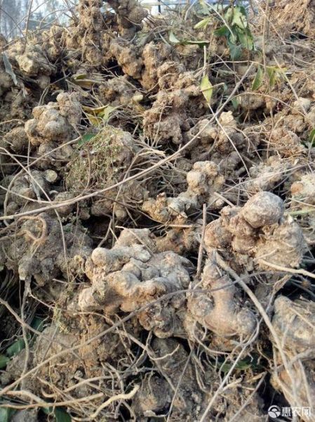 苍术图片大全大图_苍术长什么样-第2张图片-山城妙识