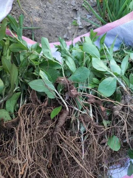 苍术图片大全大图_苍术长什么样-第1张图片-山城妙识