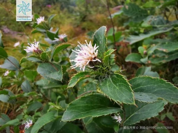 苍术图片大全大图_苍术长什么样-第3张图片-山城妙识