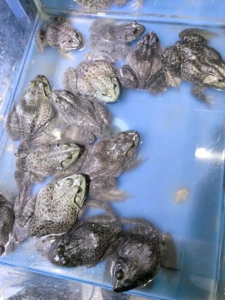 青蛙田鸡和牛蛙的区别图片_怎么区分-第2张图片-山城妙识