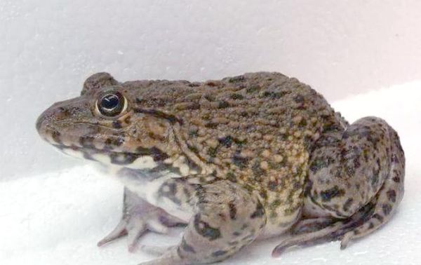 青蛙田鸡和牛蛙的区别图片_怎么区分-第3张图片-山城妙识