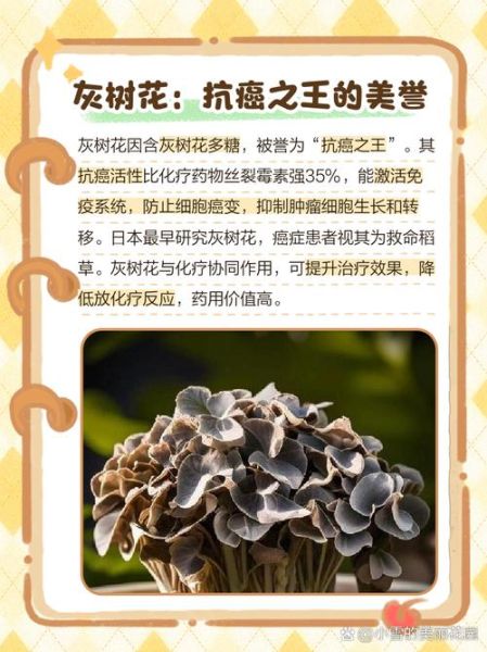 灰树花有什么功效与作用_灰树花禁忌人群有哪些-第3张图片-山城妙识 灰树花有什么功效与作用_灰树花禁忌人群有哪些-第3张图片-山城妙识