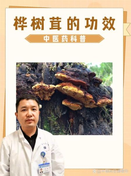 桦树茸为什么中国禁止_桦树茸被禁真相-第1张图片-山城妙识