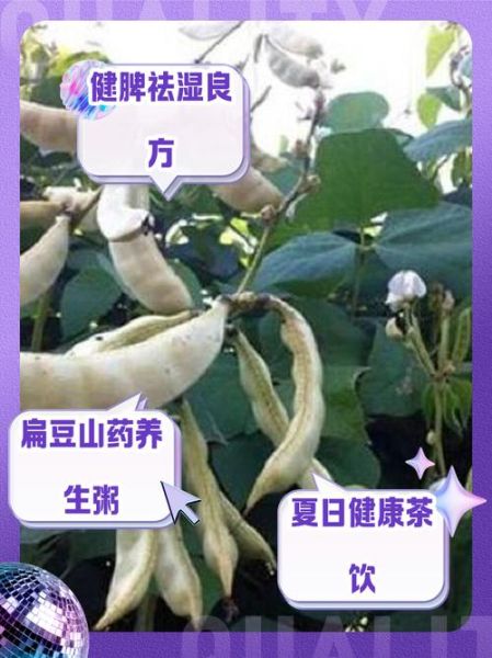白扁豆一次最多吃几粒_白扁豆吃多了会怎样-第3张图片-山城妙识
