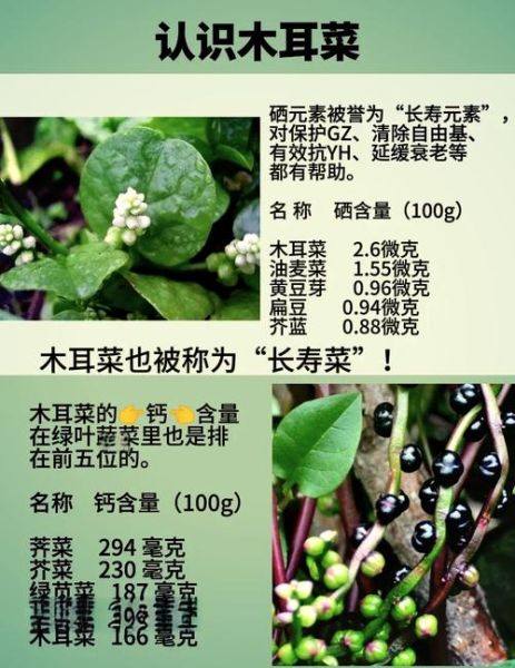木耳菜的功效与禁忌_哪些人不能吃-第1张图片-山城妙识